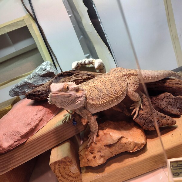 25 Closed Bird Leg Bands Aluminum Custom Laser Engraved in USA - Etsy