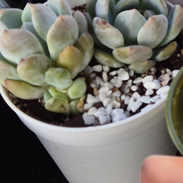 Echeveria Roca Rosette Succulent Plant, Rooted in 2'' Round Pot, Good ...