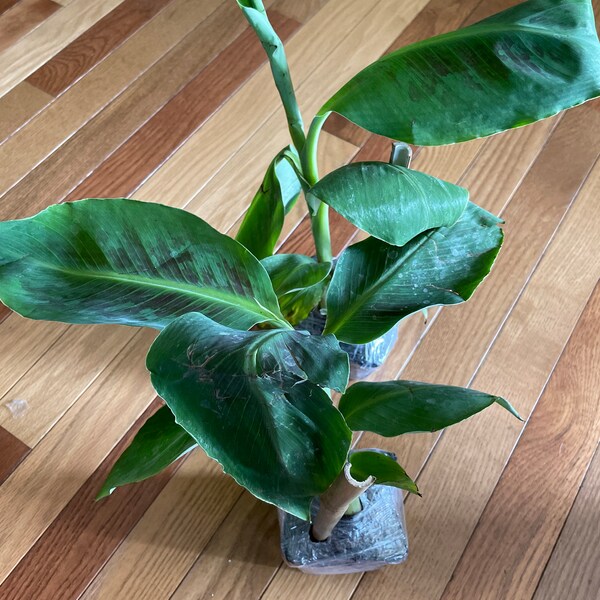Musa ‘poquito’ Banana Tree/ Banana Tree in 4 Inch Cups (one Plant per ...