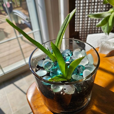 Tonkin Cane Tea Stick Bamboo Pseudosasa Amabilis Fish Pole Root RHIZOME ...