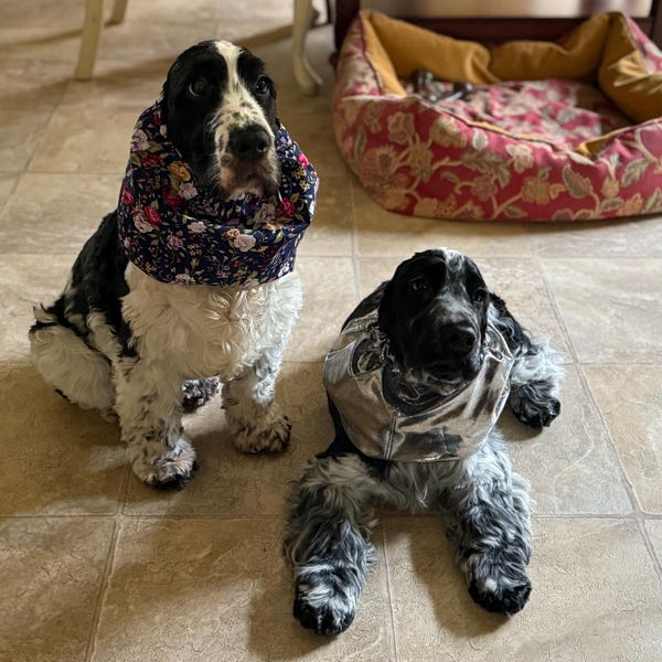Redgranate,snood for Cocker Spaniel ,dog Snood, Dog Protector, Ears ...
