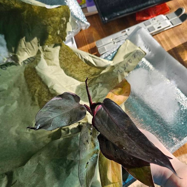 Philodendron 69686 Starter Plant ALL STARTER PLANTS Require You to ...