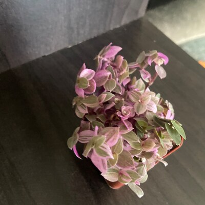 Callisia Repens, Pink Lady Plant, Pink Panther, Creeping Inch Plant ...
