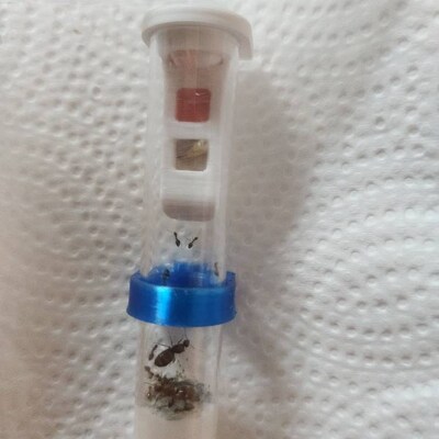 The Queen Drawer V2 Store Your Ants Neatly - Etsy