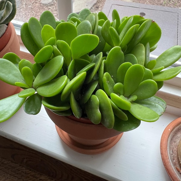 Weeping Jade, Trailing Jade, Variegated Succulent, Home Decor Plant ...