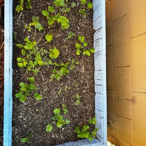 Golden-raspberry-plant-anne-non-gmo-buy-4-get-1 - Etsy