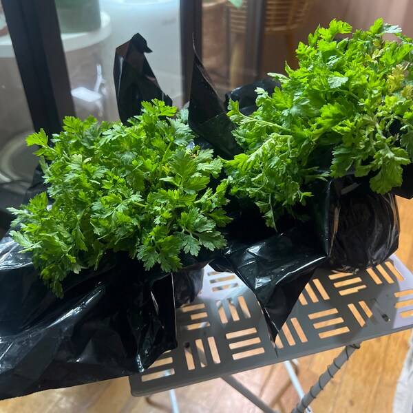 Colorful Camouflage/chinese Characters Lycra Nylon Spandex 4 Way ...