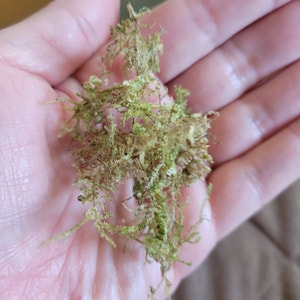 BUY2GET1FREE Java Moss, Bogor Moss Aquarium Plant Easy Aquarium Plant ...