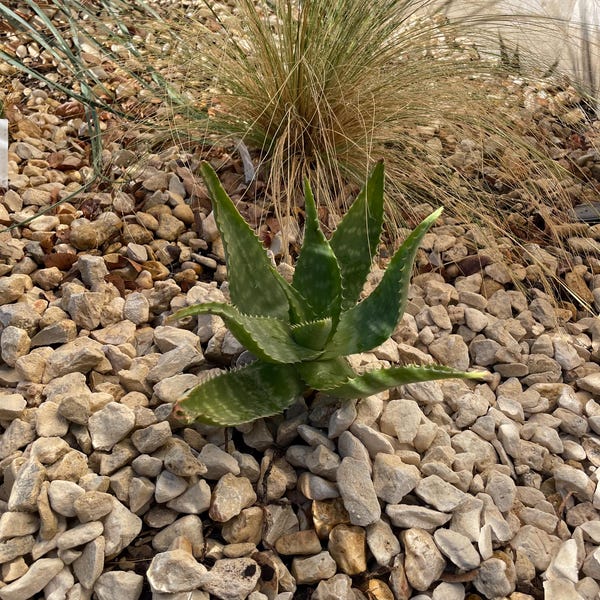 Aloe Divaricata Diablo “mr. Toothy” Aloe, Brilliant Red Teeth at the ...