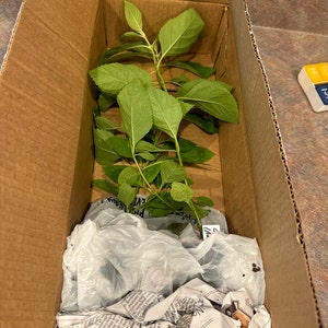 Ninebark physocarpus Opulifolius 3 Pack tubelings - Etsy