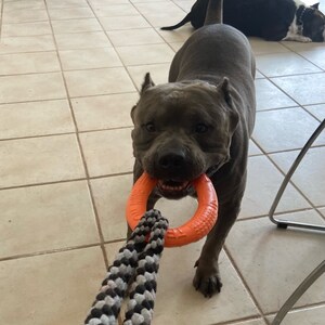Large Dog Toy With a Tennis Ball in the Center by Boss Dog | Etsy