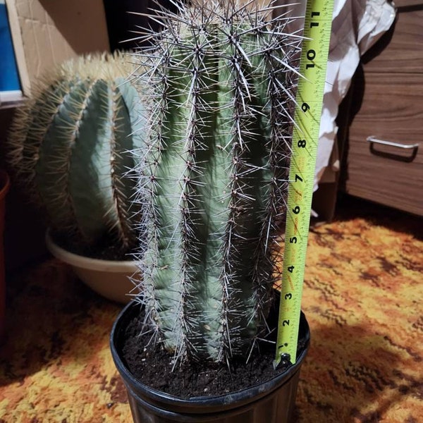 Acacia Tree Seed Assortment 10 Diff. Packs of 25 Seeds Ea. - Etsy