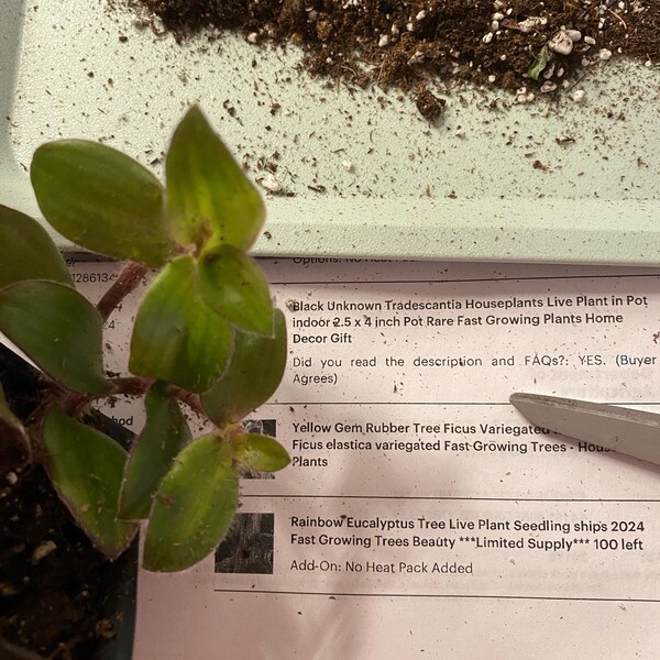 RED Baby Sun Rose Houseplants Live Plant in Pot Red Star Succulent ...