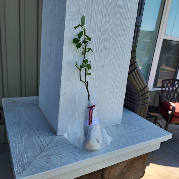 Pink Honeysuckle Bush - Hardy Live Plant - Summer Blossoms - for Any ...