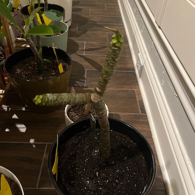 Samoan Fluff Plumeria unrooted Cutting - Etsy