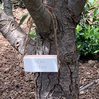 Tree Markers 3 1/2 X 1 1/2 X 3/4 Garden Fruit Tree Sign Nursery Stock ...