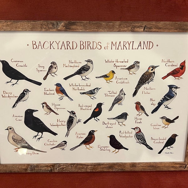 Maryland Backyard Birds Field Guide Art Print / Watercolor Painting ...