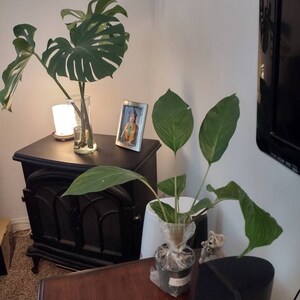 Live Musa Double Mahoi Banana Plant in 4 Inch Pot 8-12 Inches - Etsy
