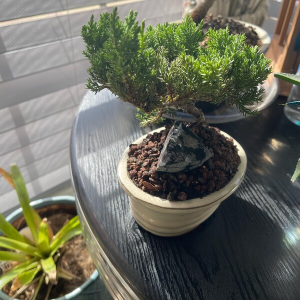 Orchid Plant LIVE Rlc. Amazing Thailand 'rainbow' Rare BLOOMING SIZE ...