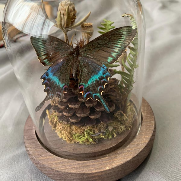 Butterfly Specimen in Glass Cover, Real Insect Specimen, Butterfly ...