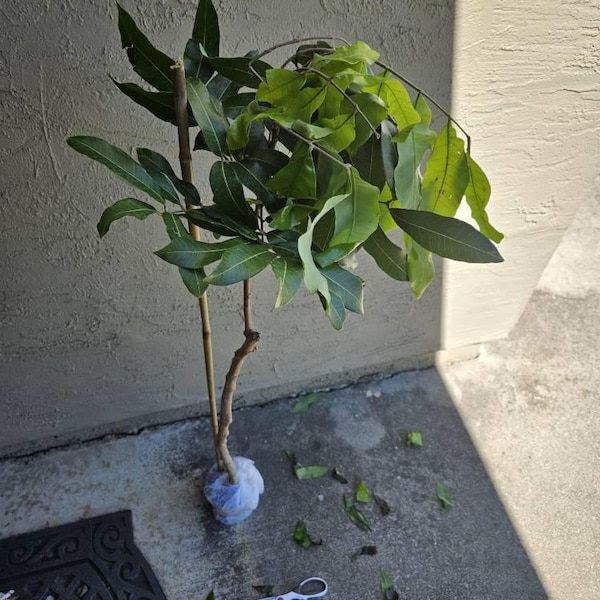 Mango MANILA, CARABAO, FILIPINO Tree, Grafted, 3gl - Etsy