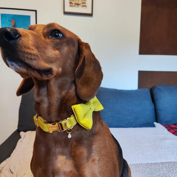 Personalized Leather Dog Collar, Designer Dog Collar, Leather Green Dog ...