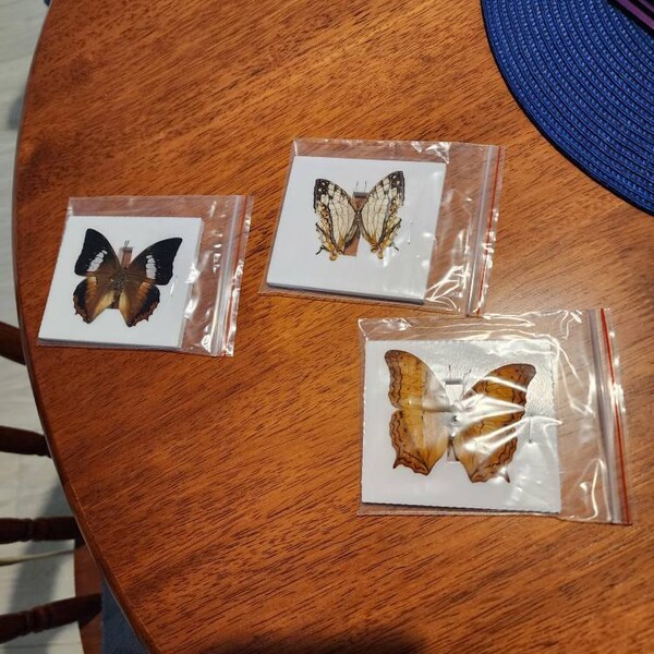 5-100PCS Real Butterfly Specimen Taxidermy Insect Butterflies Decor ...