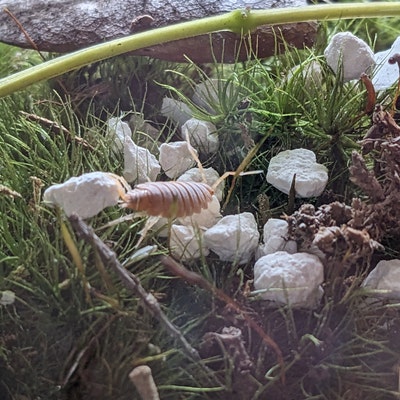 Iso-stirfry, Isopod Food, Isopod Treat, Premium Bug Food, Insect Food ...