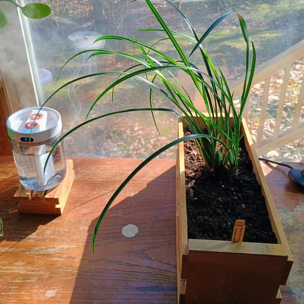 Cycd Taiwan Golden Orange Bloom Stage Currently Dormant ...... 50 ...