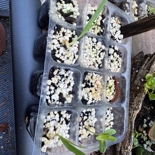 Cream Amandine Ranunculus Corms, 5 Corms, Size 5-6 Cm, Persian ...