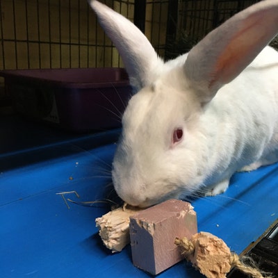 20 of the Original Flavored Balsa Blocks Flavored Chew Toys for Rabbits ...