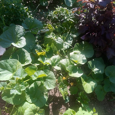 20 DUA GANG Dua Bo Asian Yellow Stripe Melon Conomon Seeds - Etsy