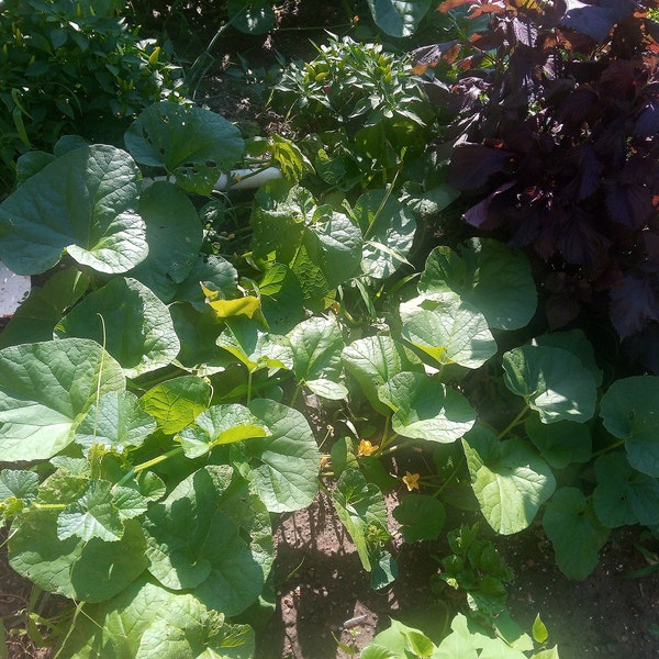 20 DUA GANG ( Dua Bo)- Asian Yellow Stripe Melon Conomon Seeds - Etsy