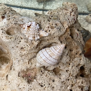 Sanibel Island Spiny Jewel Box - Etsy