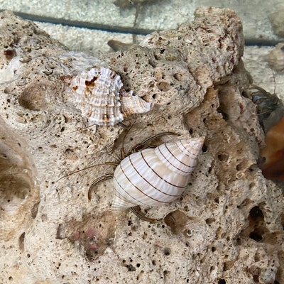 Sanibel Island Spiny Jewel Box - Etsy