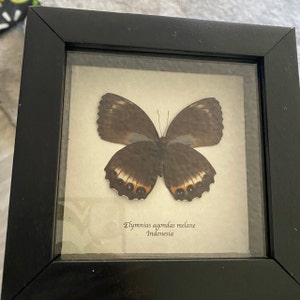 Rare Pink Tiger Moth Framed Taxidermy Grammia Incorrupta | Etsy