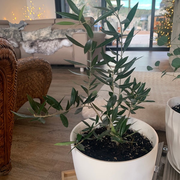 Healthy, Young Live Olea Europe’s Dwarf / Little Ollie ( 1 Gallon Pot ...