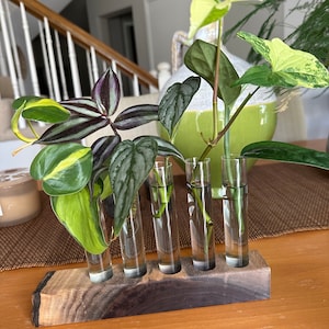 Black Walnut Propagation Set of 3 / Hydroponic Rooting Vases / - Etsy