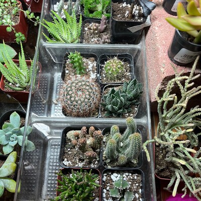 Pickle Plant Succulent 2 Inch Live Succulent Plant Indoor Plant House ...