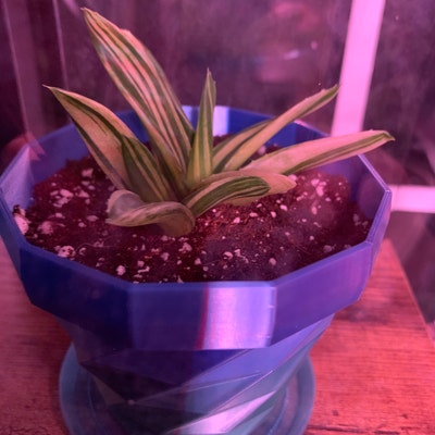 Pedilanthus Tithymaloides Variegated Pink devils Backbone - Etsy