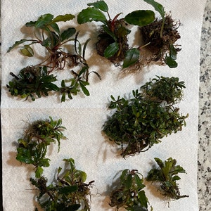 2-4 Gallon Nano Aquascape Decor SOUL CANYON Aquarium Dragon Rocks ...