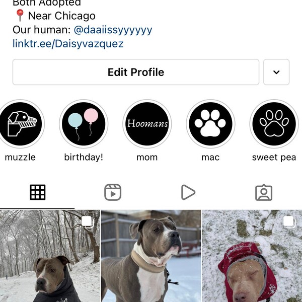 100 CUTE CAT Instagram Story Highlight Covers, Cats Icons, Pastel Cat ...