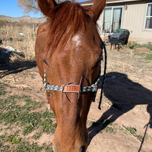 Sparkle Gambler Halter Horse Mule Tape Halter With Bronc Nose Band ...