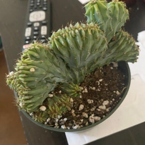 Blue Candle Crested Cactus 4 Inch Blue Myrtle Crested Cactus ...