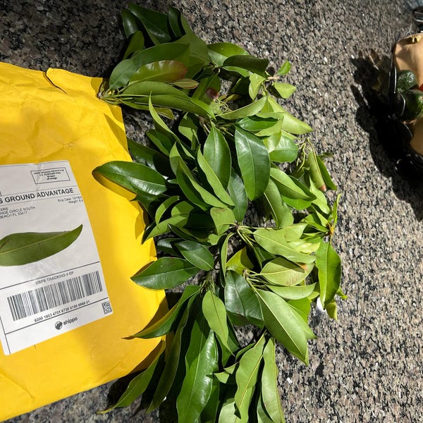Fresh Green Jamun Leaves -organic Leaves Picked 10 Min Before Shipment ...