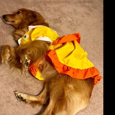 Princess Daisy Pet Costume From Super Mario Brothers XS-XL - Etsy