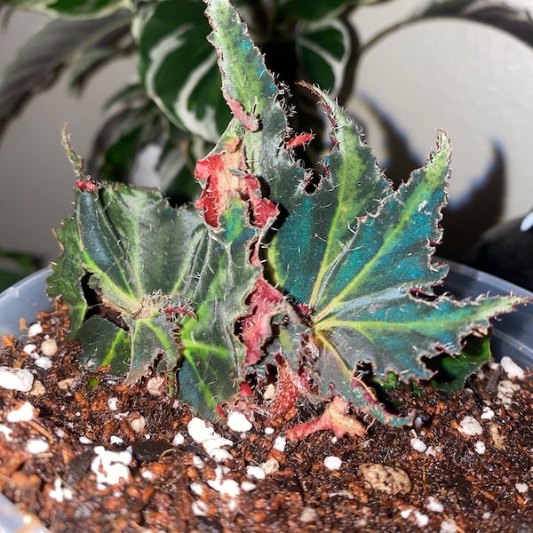 Medinilla Scortechinii Starter Plant ALL STARTER PLANTS Require You to ...