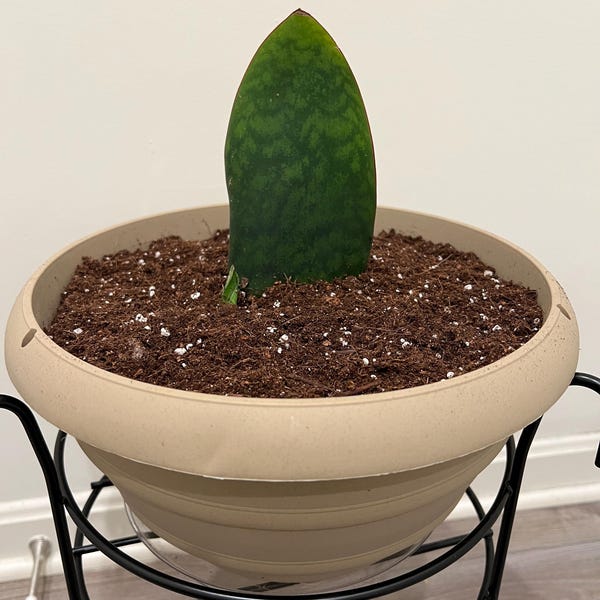 Njoy Pothos , Epipremnum Aureum, Devils Ivy in 4 Pot, Njoy - Etsy