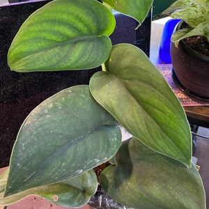 Scindapsus Jade Satin Rare Scindapsus Velvet Pothos Live - Etsy