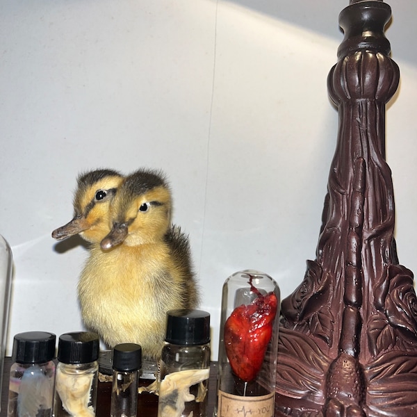 XL Hearts in a Glass Bell Jar / Dome / Cloche, Label, Real Taxidermy ...